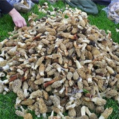 Morel Mushroom- Garden Grow Kit- Guaranteed! Free Shipping! | eBay