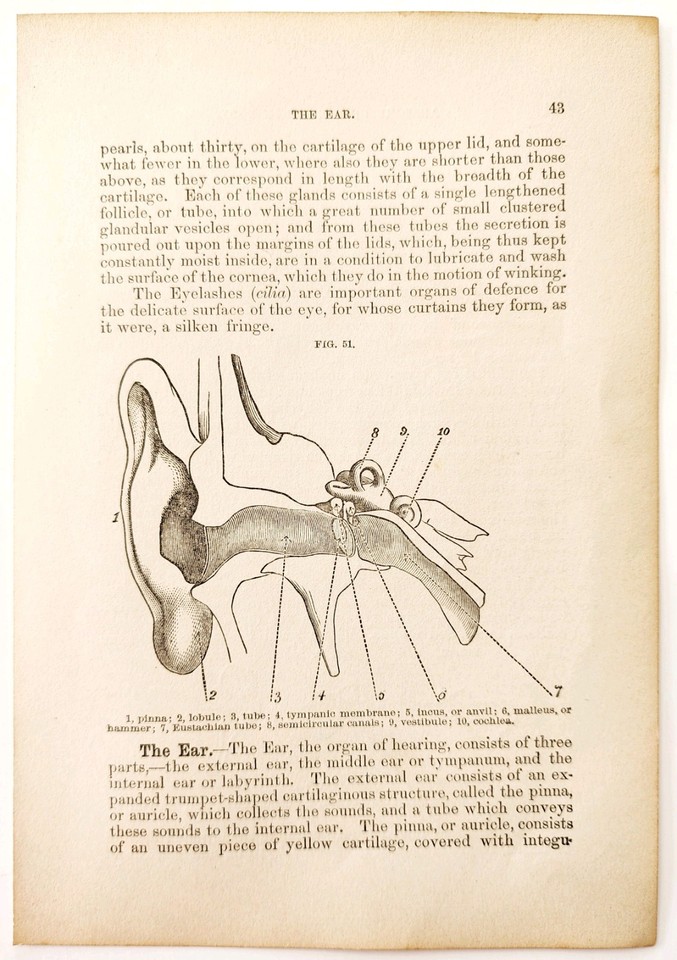 1893 Human Ear Canal Anatomy Wood Engraving Medical Art Cottage ...