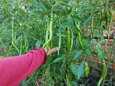 "Rare" heirloom Philippine Sweet Pepper Ilocos seeds, Siling Pinoy, 30 ...