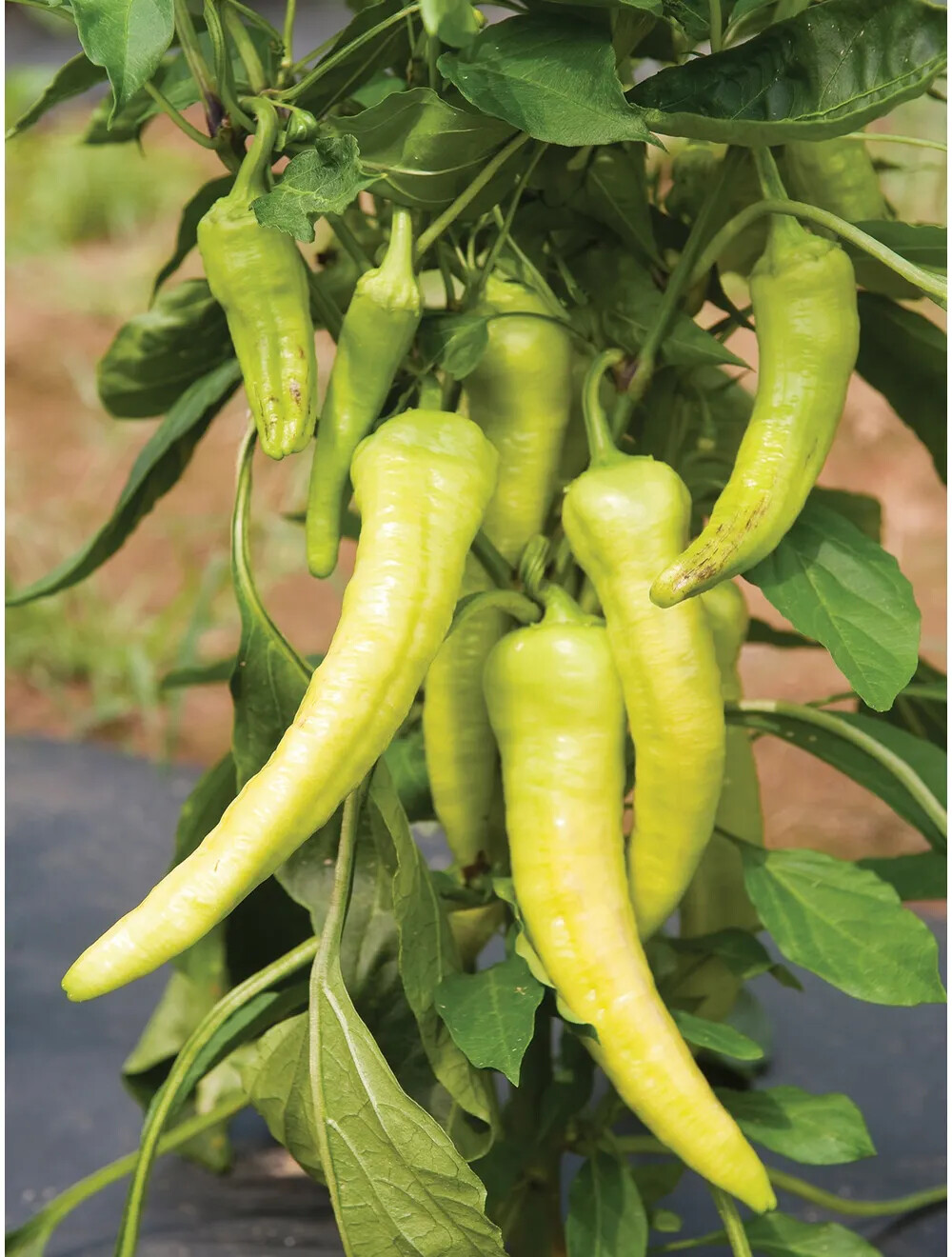 Italian Pepperoncini Pepper Seeds, Friggitello, NON-GMO, FREE SHIPPING ...