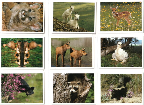 1992 LITTLE CRITTERS TRADING CARD SET PHOTOS OF BABY ANIMALS | eBay