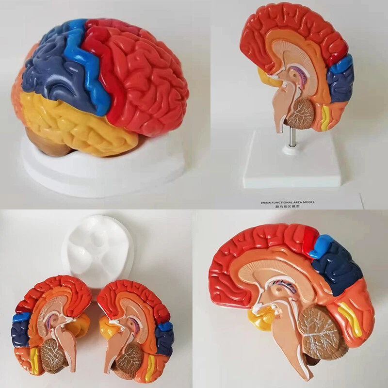 Brain Stem Anatomy Model