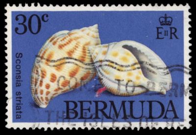 BERMUDA 421 (SG445) - Royal Bonnet Shell "Sconsia striata" (pa68100) | eBay