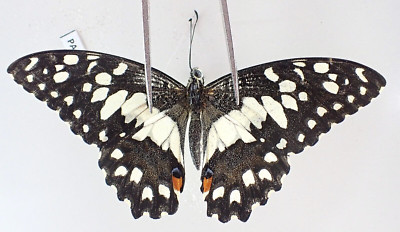 PA12789. Unmounted butterflies: Papilio sp. Vietnam. Nghe An | eBay
