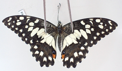 PA12789. Unmounted butterflies: Papilio sp. Vietnam. Nghe An | eBay