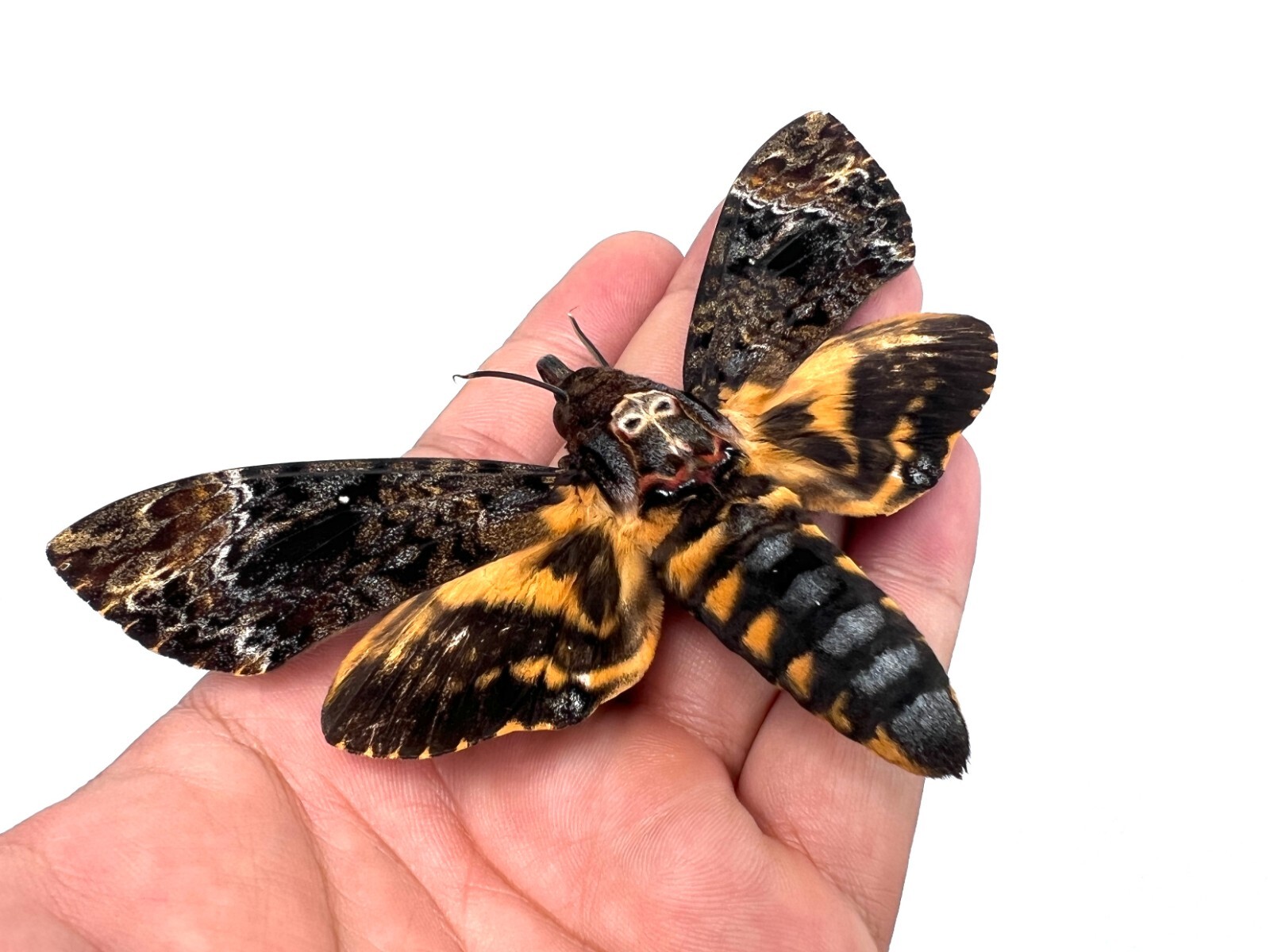 2 Real Death Head Moth Skull Acherontia Dried Insect Oddities Beetles ...