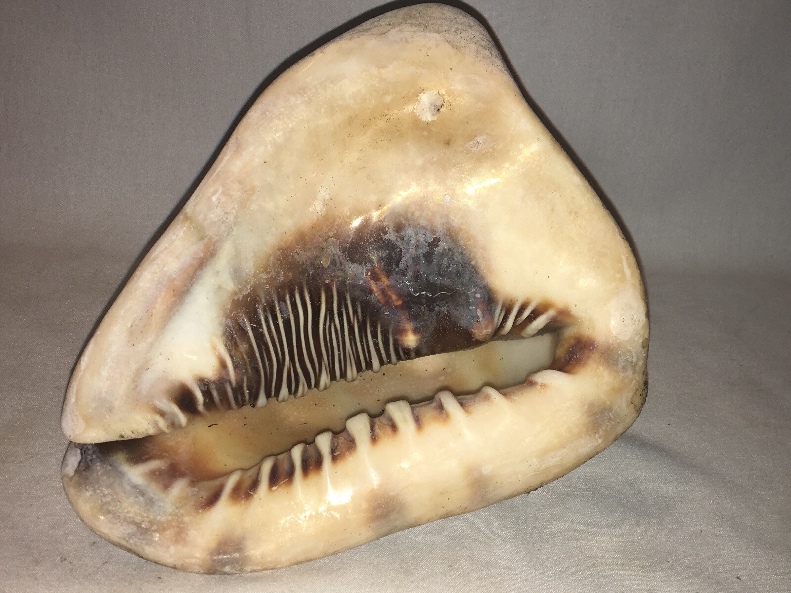 Natural Giant Horse Conch Shell Atlantic Caribbean Tiger Striped 8 Inch ...