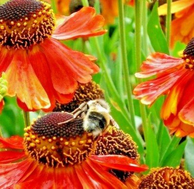 RED HELENIUM SEEDS HERBACIOUS PERENNIAL FLOWER GOOD POLLINATOR - 80 ...