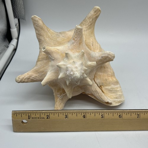 2.1# Conch Seashell (Pink) - Bahamas Pink Conch Shell Ocean Beach ...