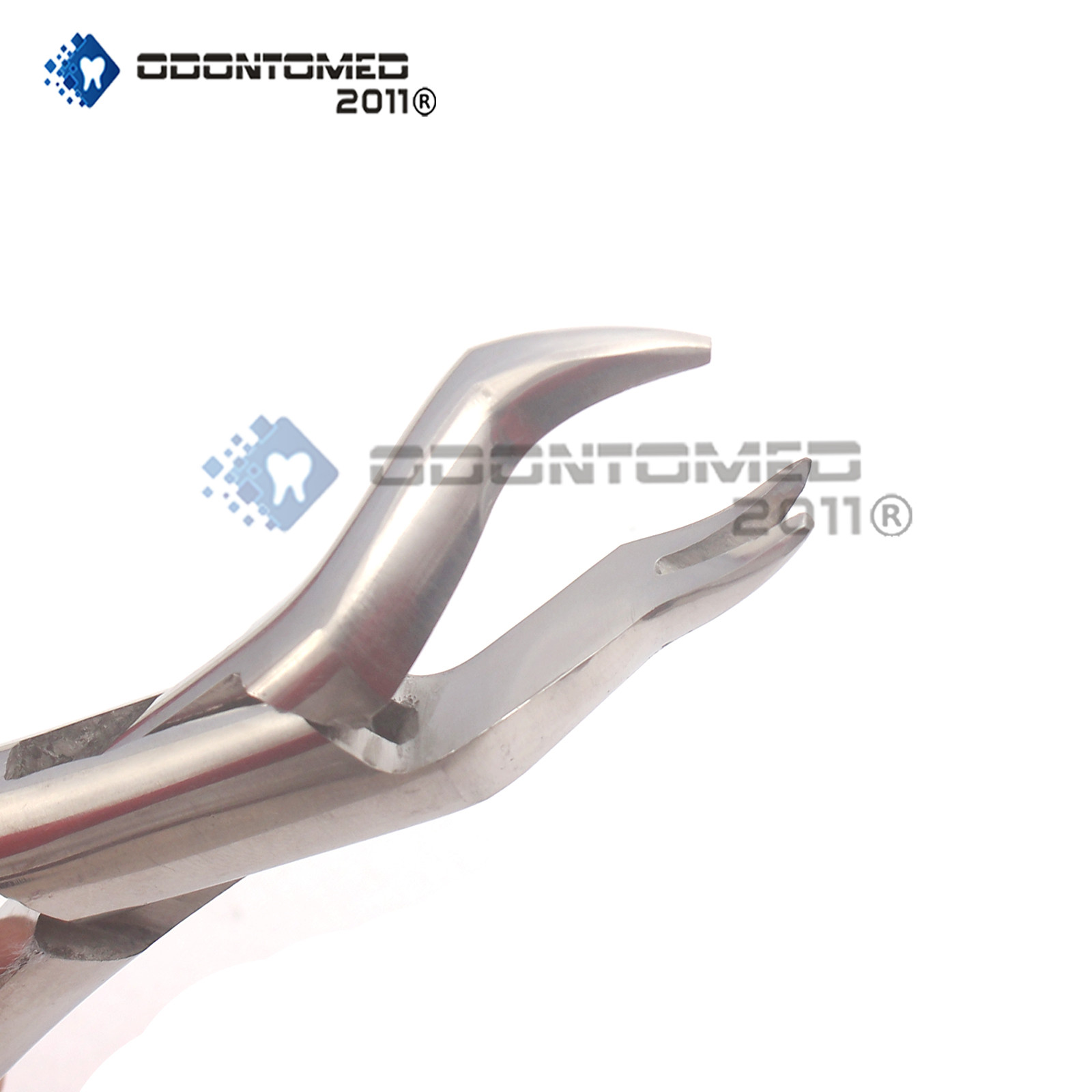 Dental Extracting Forcep 88r Molar Tooth Extraction Surgical ...