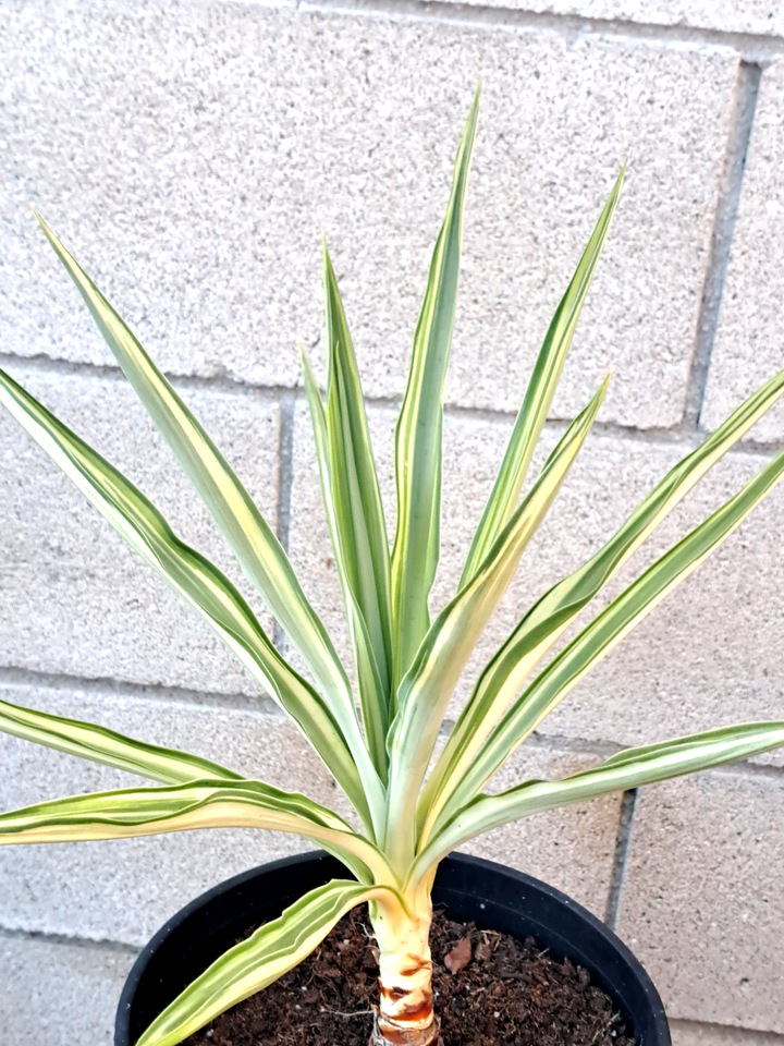 Yucca Gigantea 'Silver Star' Variegated Tree Plant Large 16Hx19W #5 | eBay