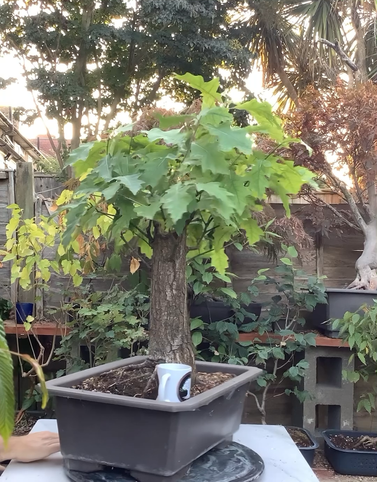 Impressive Mature Pin Oak Bonsai Tree (Quercus Palustris) | eBay UK