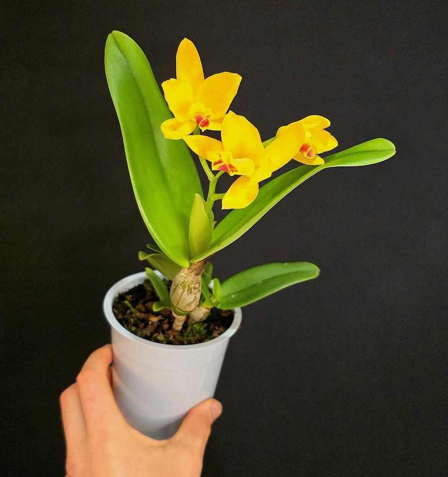 Mini Cattleya Hybrid Yellow. 1 Flower Spike, 12 Cm Pot. Buds Just ...