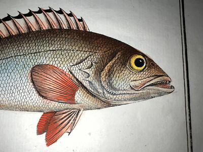 1st EDITION BLOCH OBLONG FOLIO H/C RARE FISH Epinephelus 328 | eBay