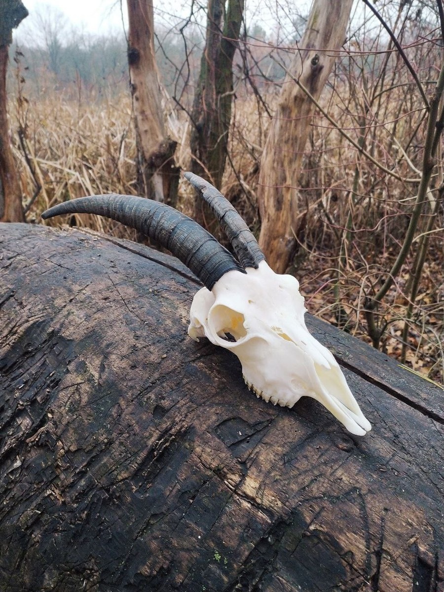 Mountain Goat Skull