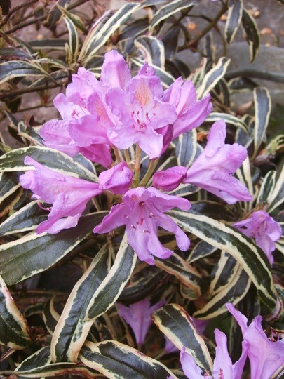 Rhododendron Ponticum Variegated XXXL Large 5Lt Pot Evergreen Plant to ...