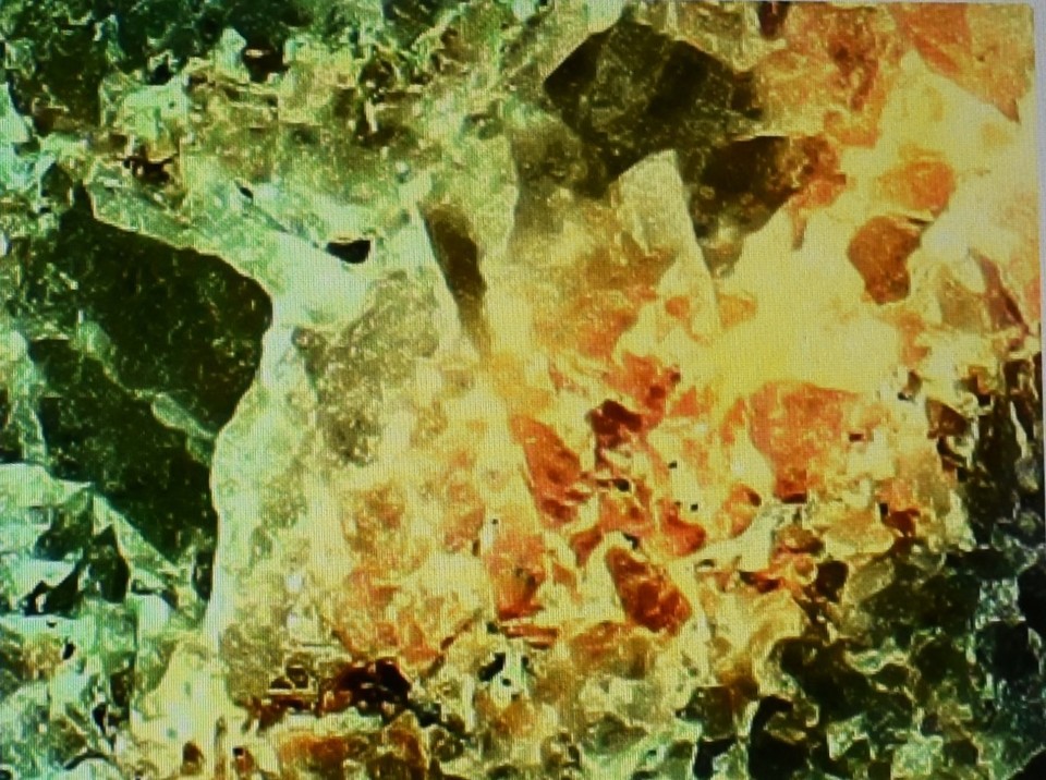 Coral Fossil Paleozoic Seabed Blue Ridge Mountains North Carolina ...