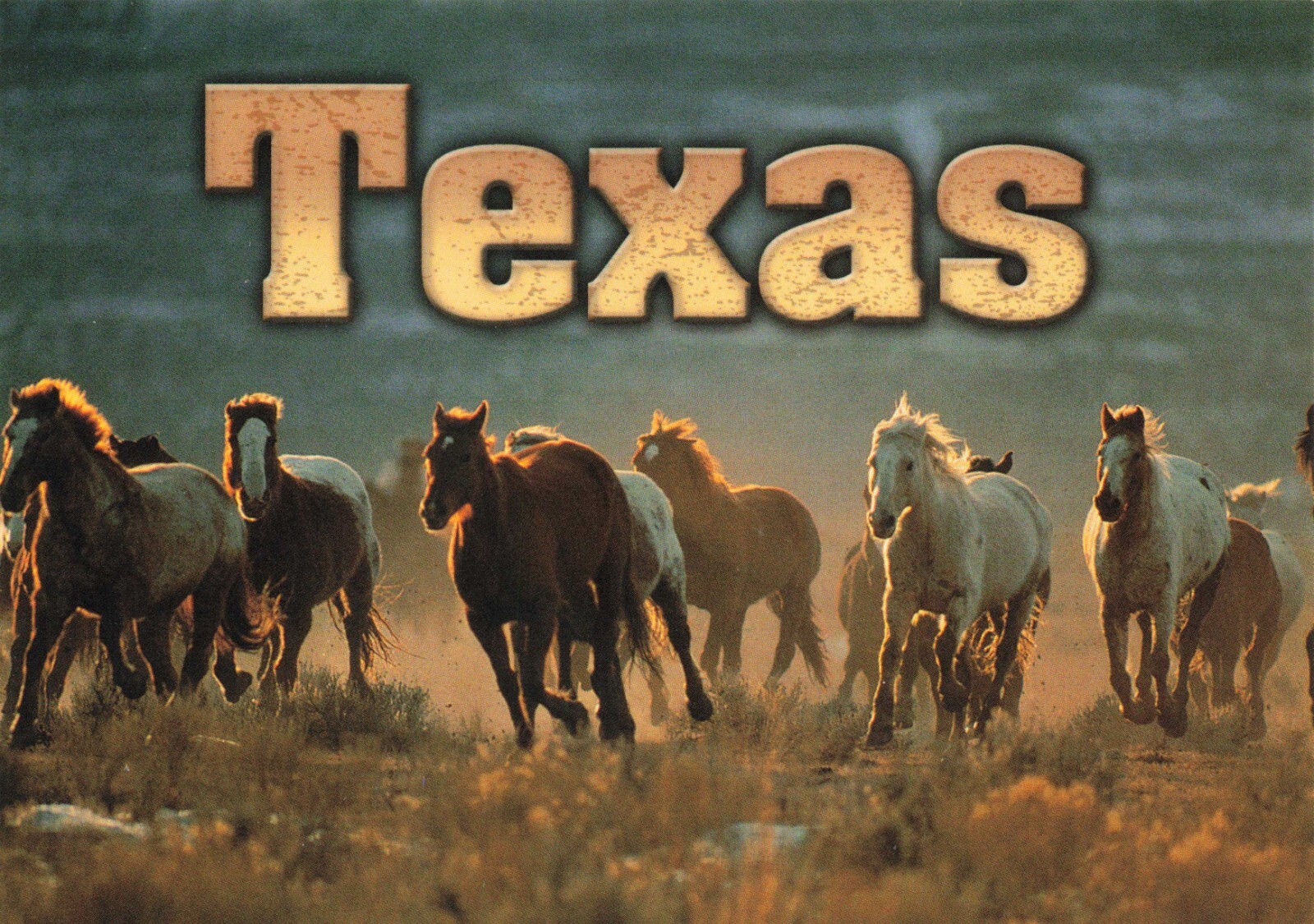 Postcard TX Horses Herd Mares Stallions Foals Southwest Range Sunlight | eBay