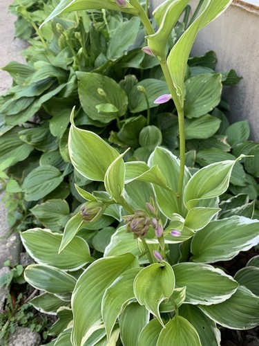6+ Hosta Starts of at least 3 types. WV Homestead Bare root, Please ...