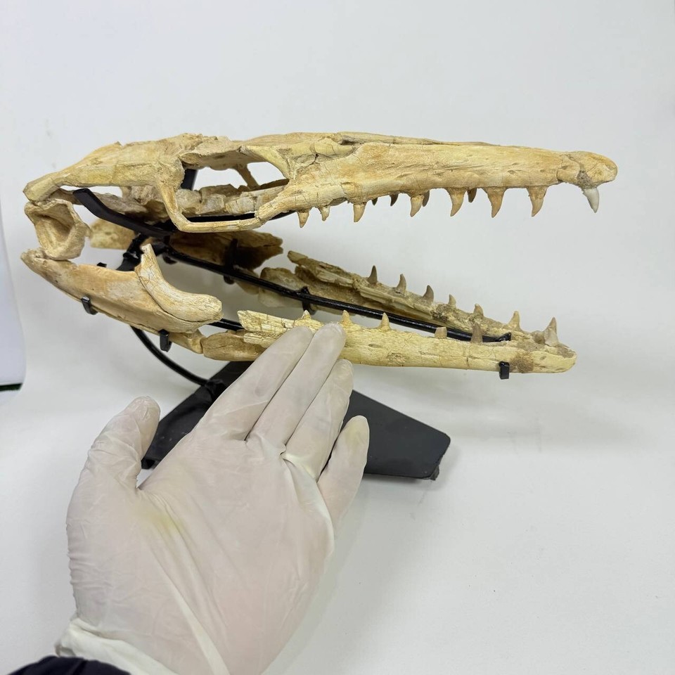 Super rare 100% Original mosasaur fossil skull Baby mosasaurus skull 12 ...