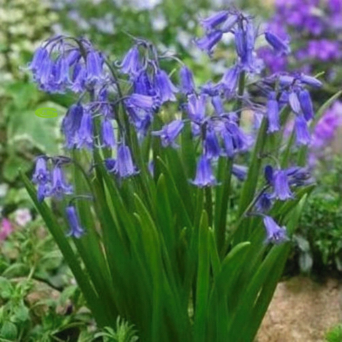 Life Cycle Of A Bluebell Flower | Best Flower Site