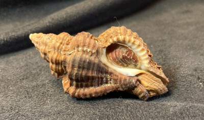 Muricidae Chicoreus capucinus 51.4mm Bohol, Philippines +++ | eBay