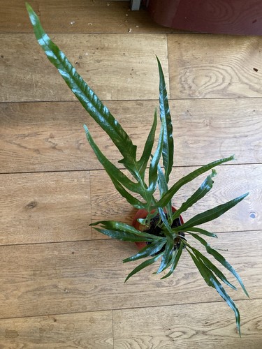 Agalomorpha coronans ’Snake Leaf Fern’ - 20cm Tall | eBay