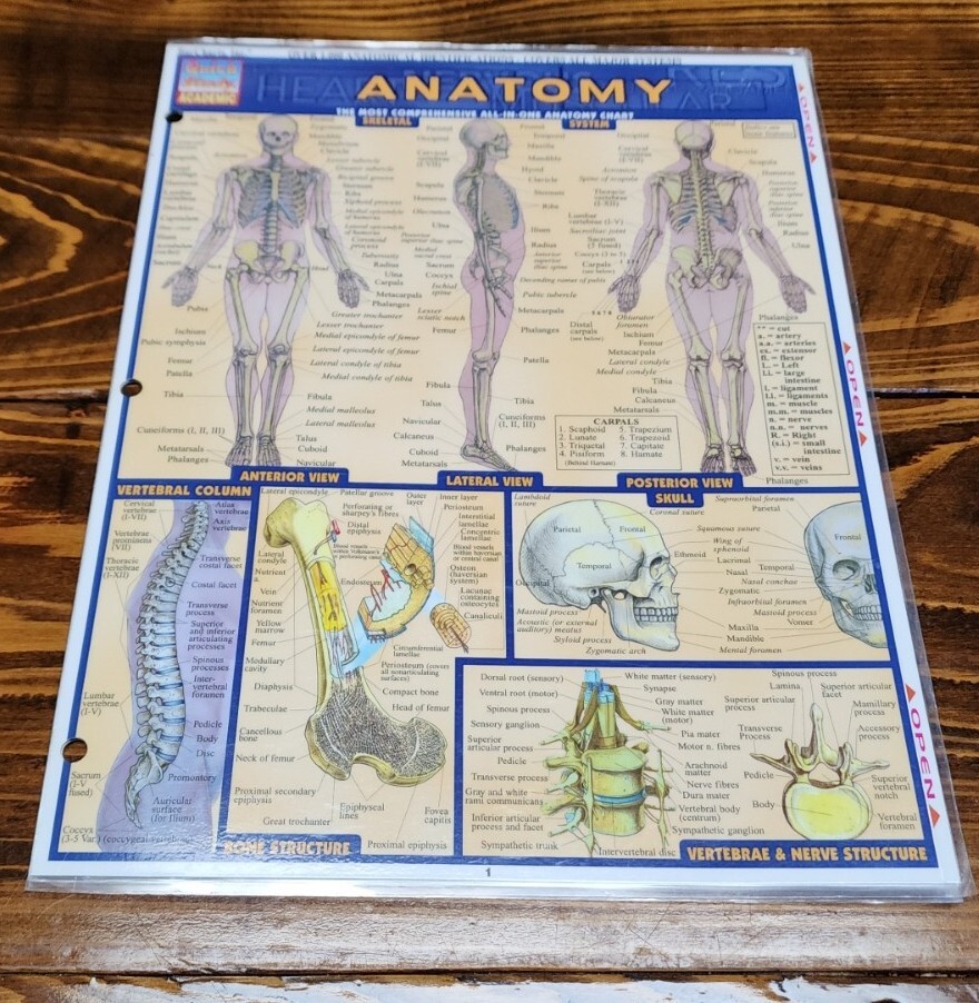 Anatomy (Quickstudy: Academic) - Pamphlet By BarCharts, Inc ...