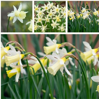 Narcissus Elka Flower Bulbs.Stunning Miniature Daffodil with Long Lemon ...
