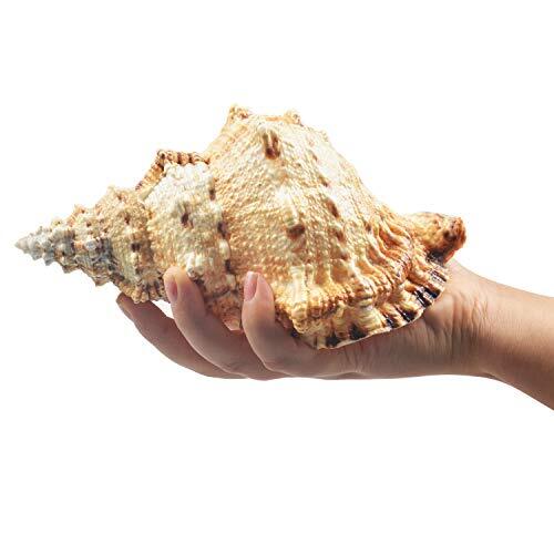 Large Natural Sea Shells Huge Ocean Conch 7-8 inches Jumbo Seashells | eBay