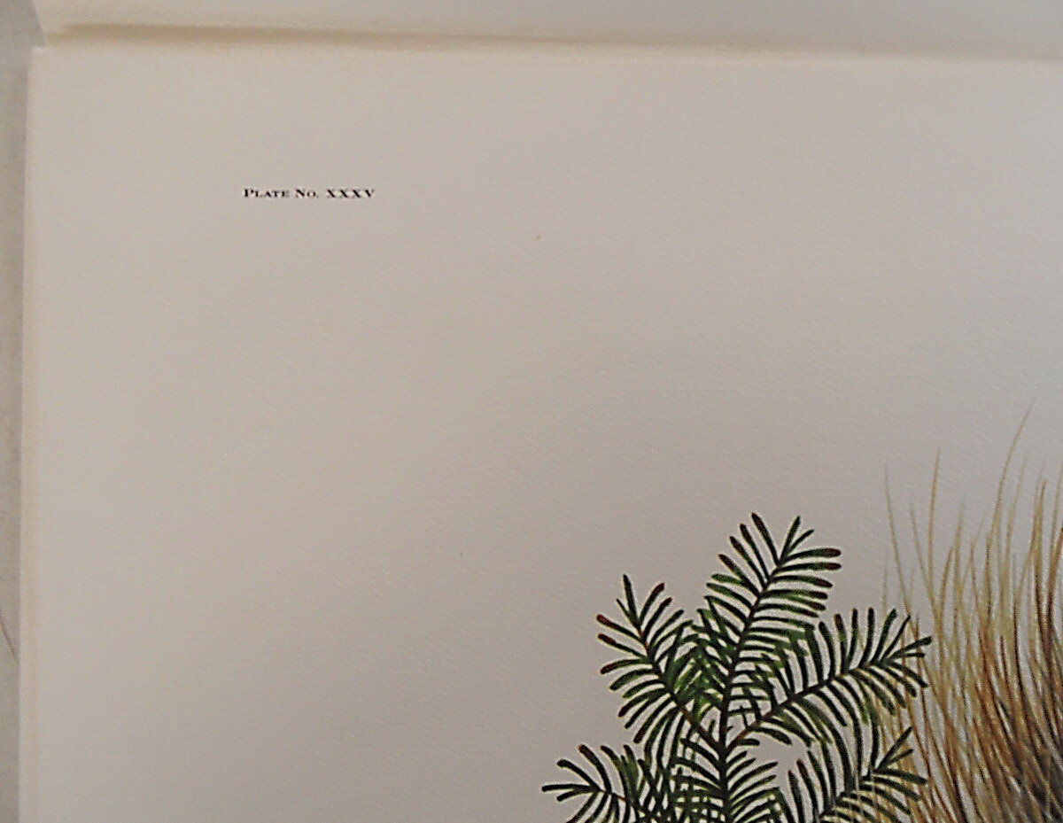 Richard Timm Porcupine 22"x28" Registered & Signed Lithography Fine Art ...