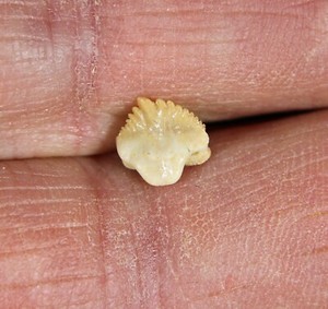 Hartstein Fossils | eBay Stores