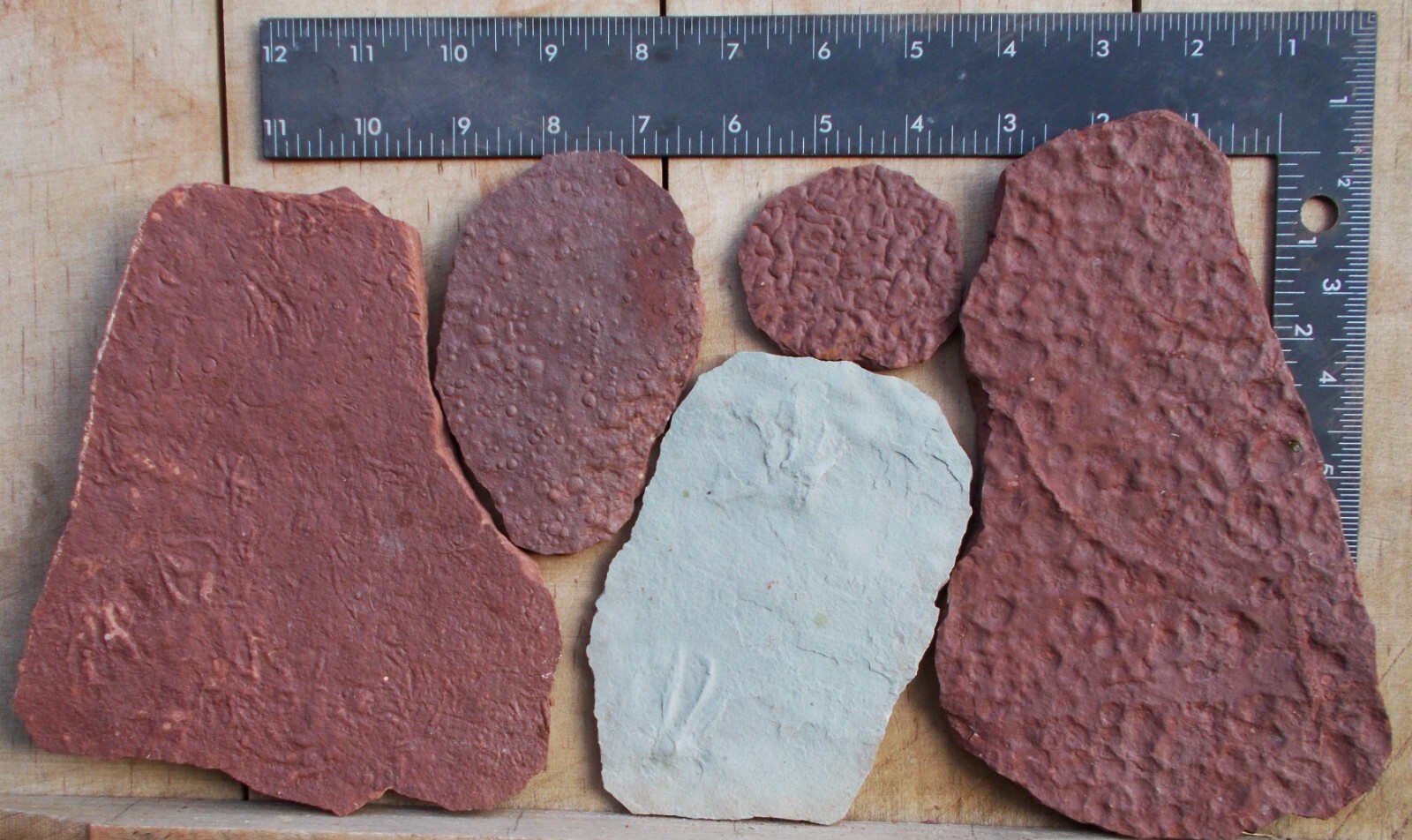 Dromopus and other footprints, convex and concave rain, sedimented ...