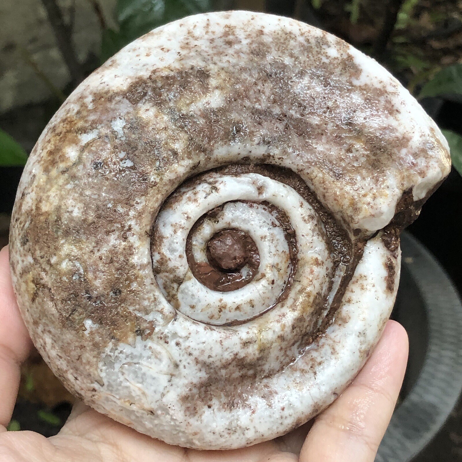 424GR EXTREME RARE WHOLE PERMIAN NAUTILOID FOSSIL CALCITE MOLLUSCA ...