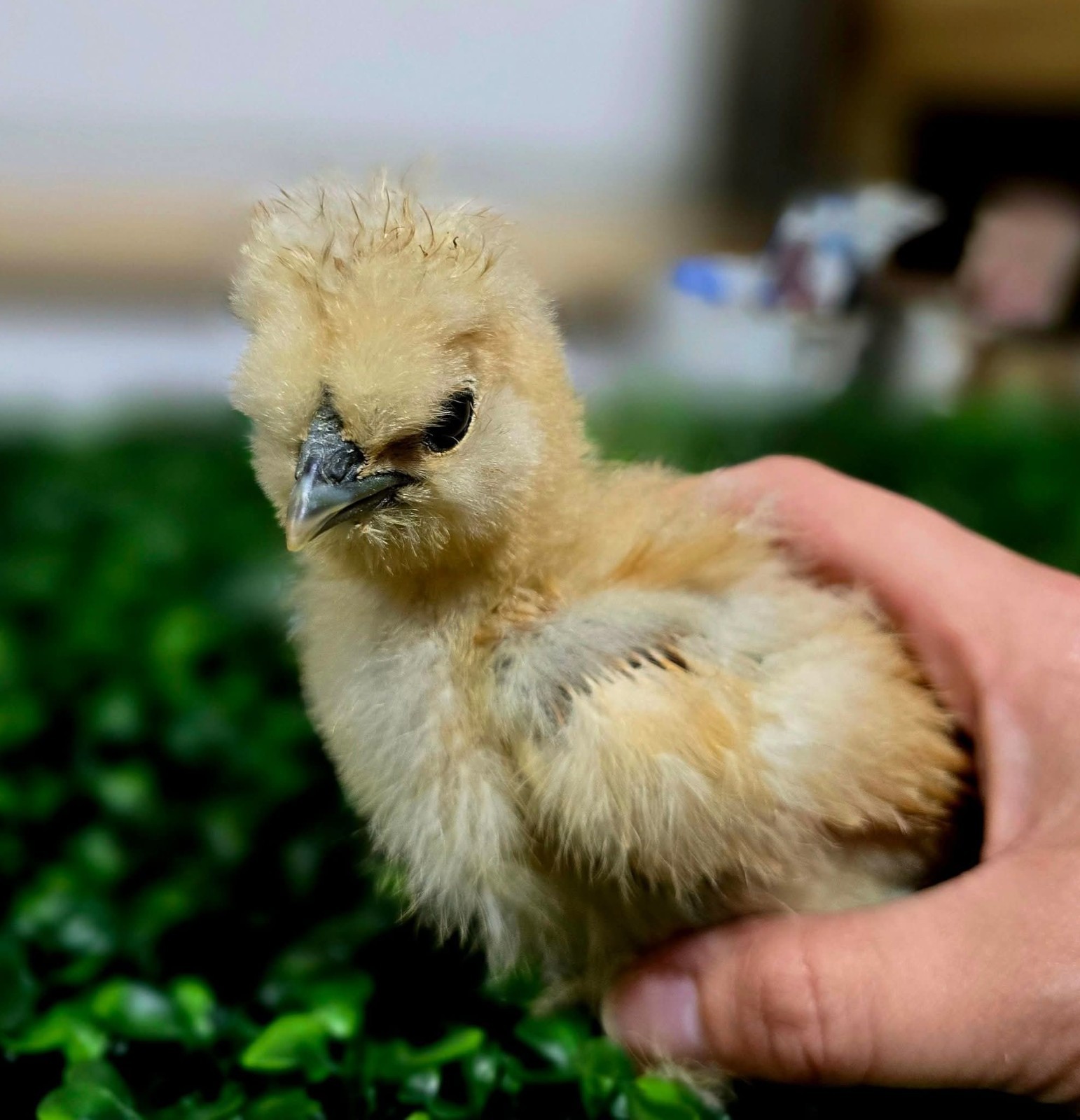6 High Quality Buff Silkie Hatching Eggs, Regular, silkie and satin ...