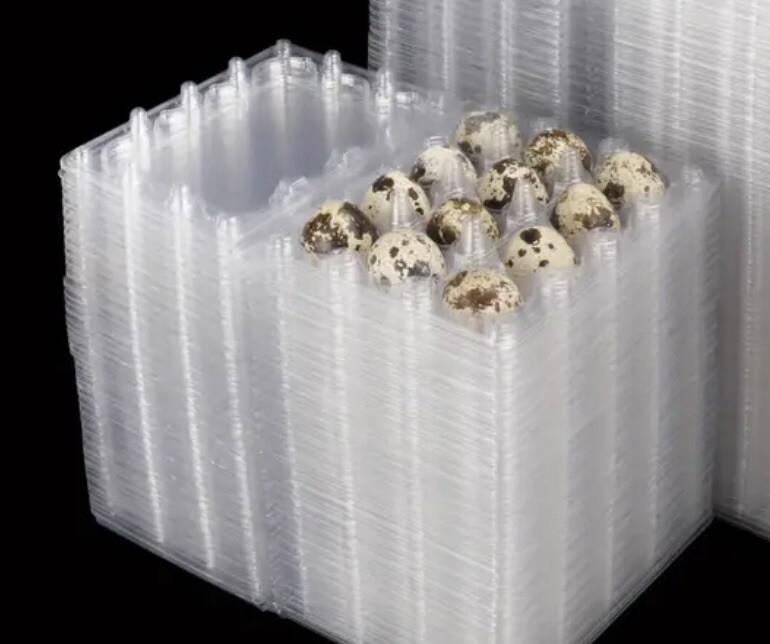 2 Dozen Jumbo Coturnix Quail Eggs + Extra Eggs NPIP / AI CLEAN- | eBay