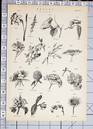 1886 PRINT BOTANY INFLORESCENCE SCAPE CENTRIPETAL CYME SPIKE THYRSE | eBay