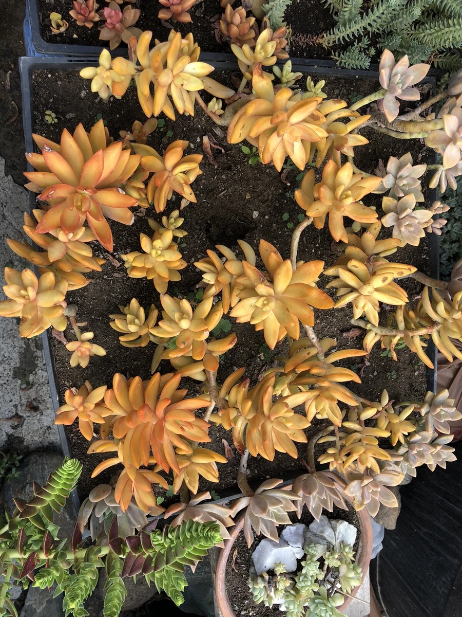 Infographics Sedums With Succulent Sedum Gold Moss Bright And Beautiful ...