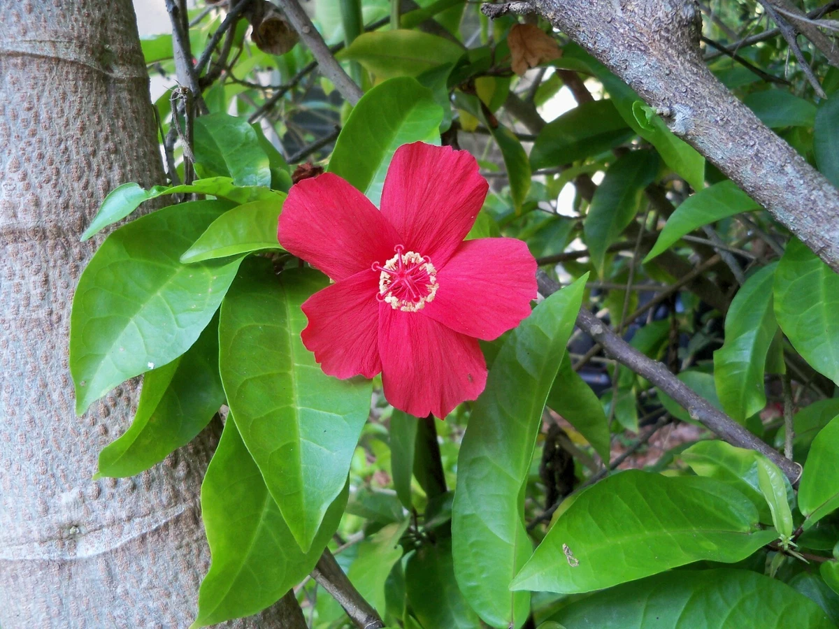 Red Hibiscus Tree