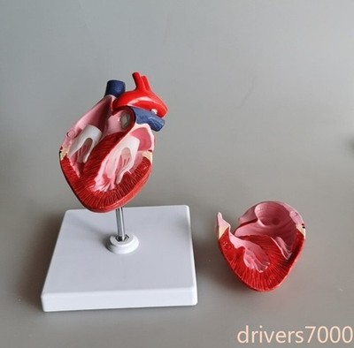 Dog Heart Anatomy Model Veterinary Teaching Pet Model Show teaching | eBay