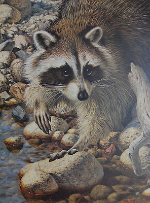 Jorge Mayol " Summer Evening Raccoon " #341/950 Rare MINT w/ COA | eBay