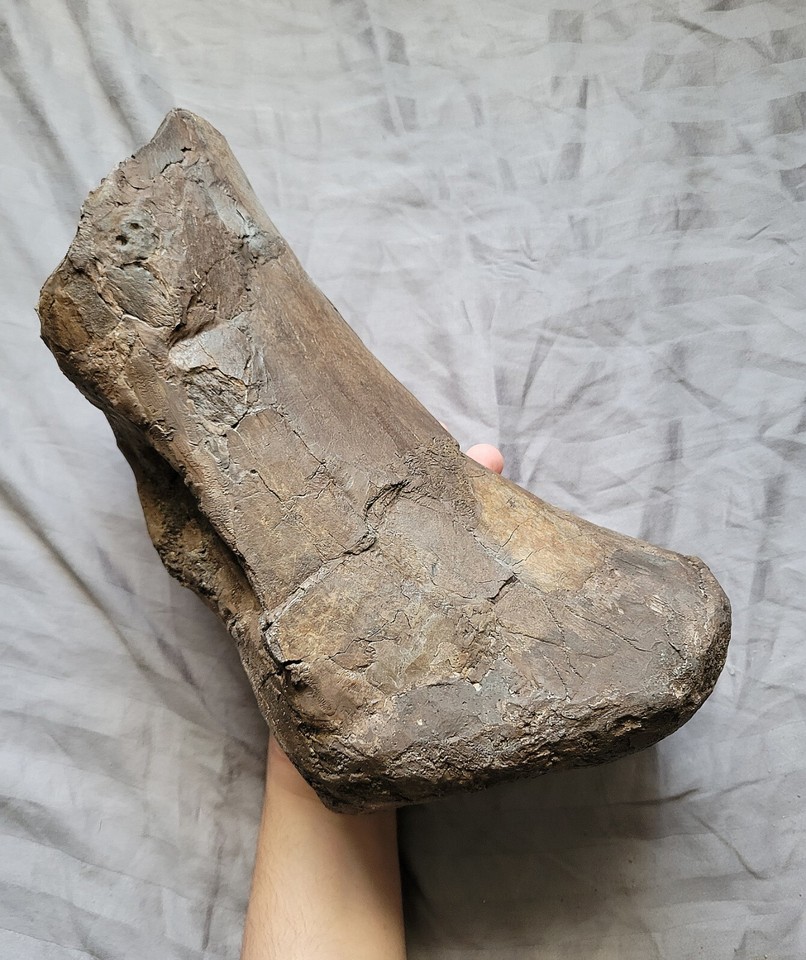 Rare Colossal Daspletosaurus Fossil Tyrannosaurus Theropod Dinosaur ...