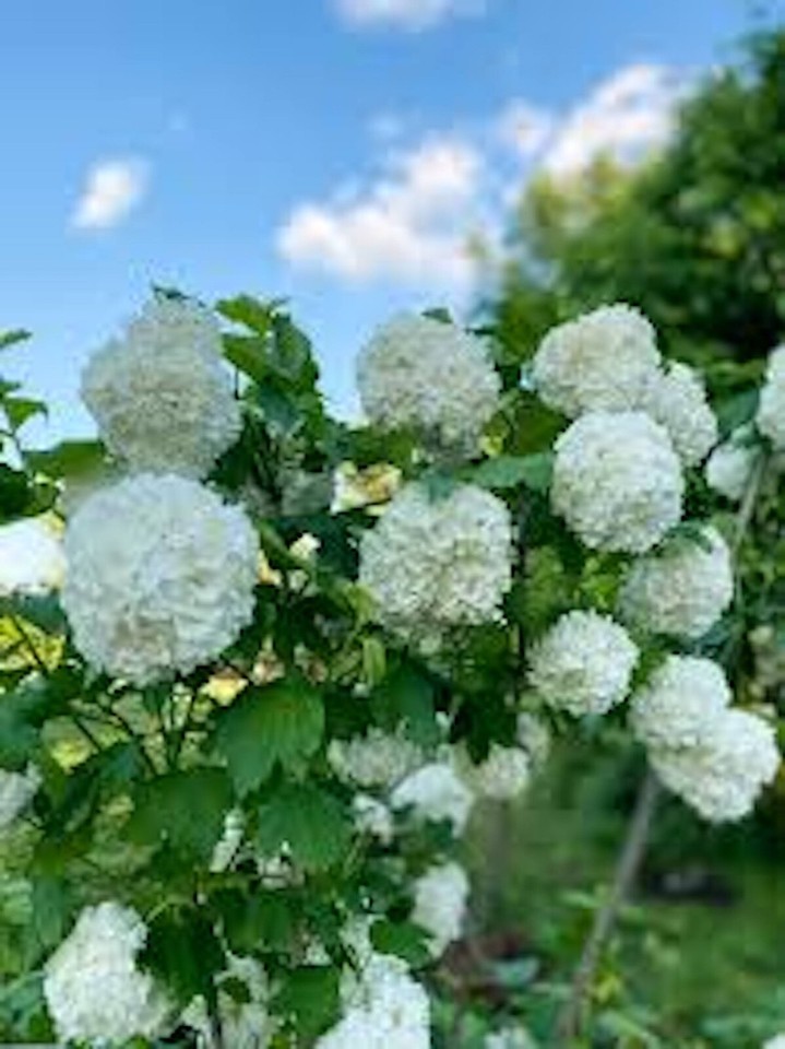 1 Japanese Snowball viburnum Shurb 12-18in Starter Plant Bare Root | eBay