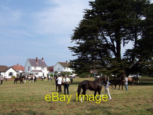 Photo 6x4 Barley Saturday: stallion show Cardigan\/Aberteifi Penrallt ...