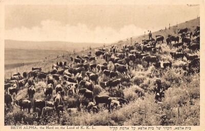 Israel - BETH ALPHA - The herd on the land of K.K.L. - Publ. Eliahu ...