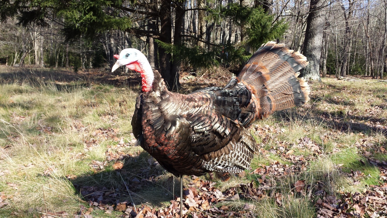 Real Feather Taxidermy "Stuffer" Turkey Decoy- string controlled ...