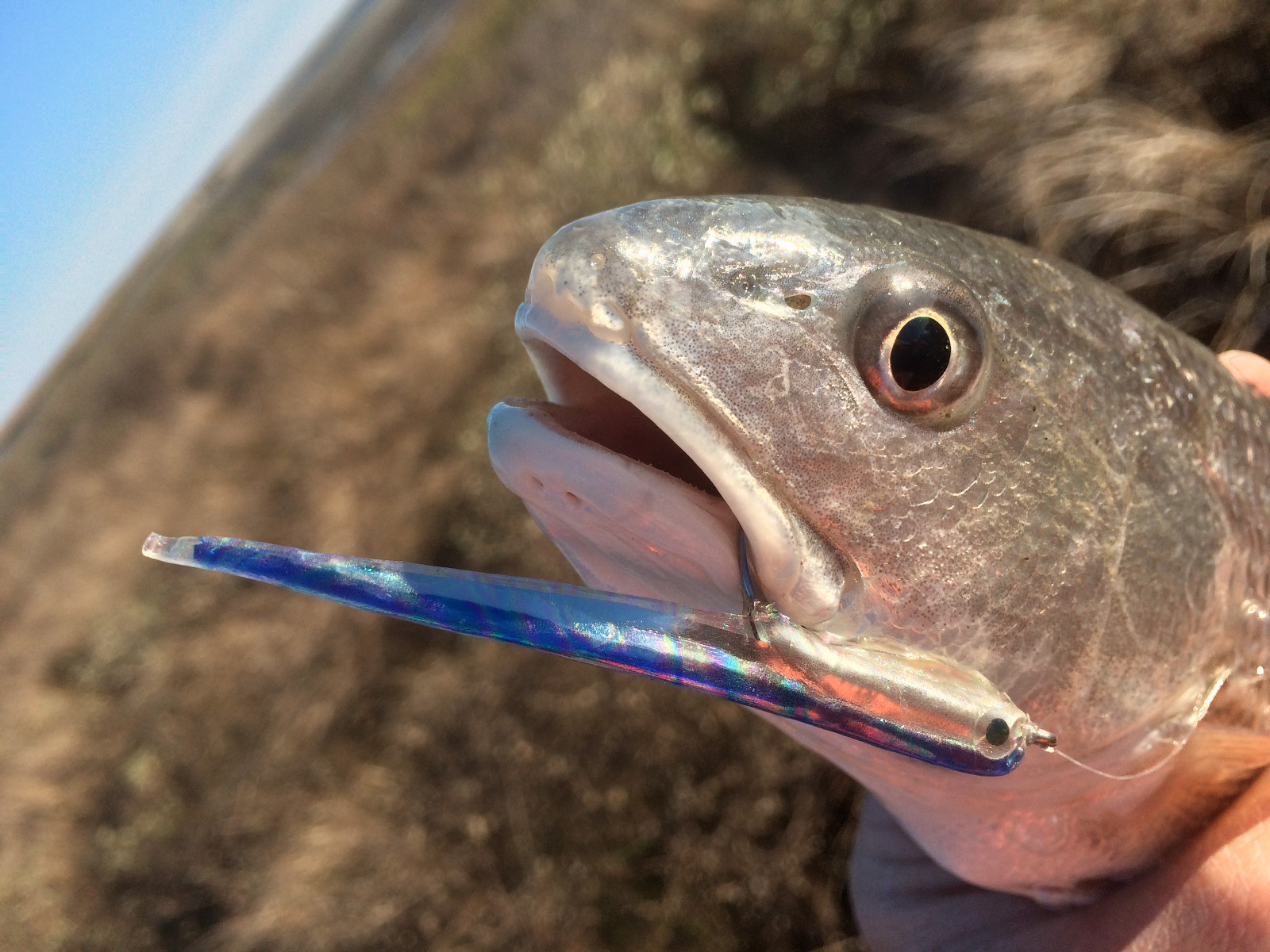 Fly Fishing Flies (Bonefish, Trout, Redfish, Bass) Gummy Minnow Blue ...