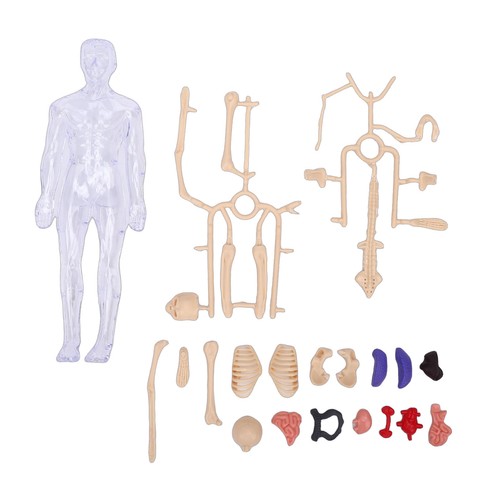 4-Clear Human Body Skeleton Model Kit 3D Human Anatomy Structure Model ...