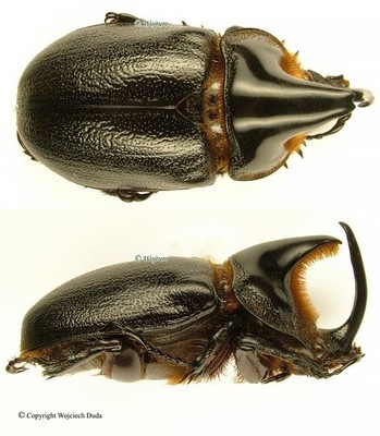 Heterogomphus whymperi, great, Very Large 58mm, Ecuador, A-/A2 | eBay