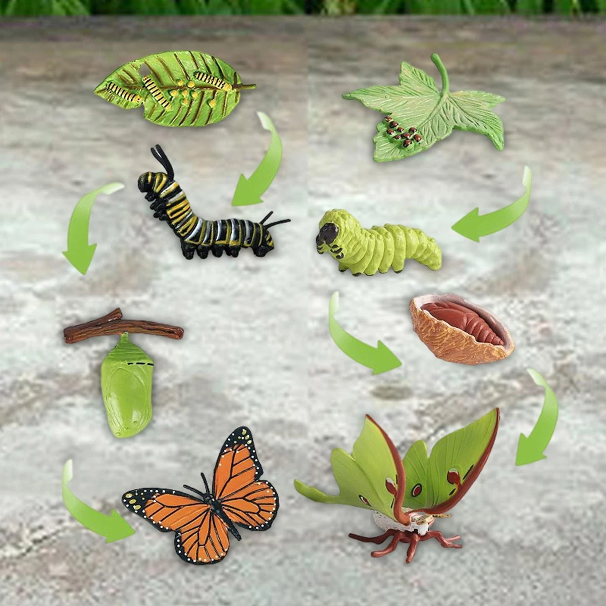 Moth Life Cycle For Kids